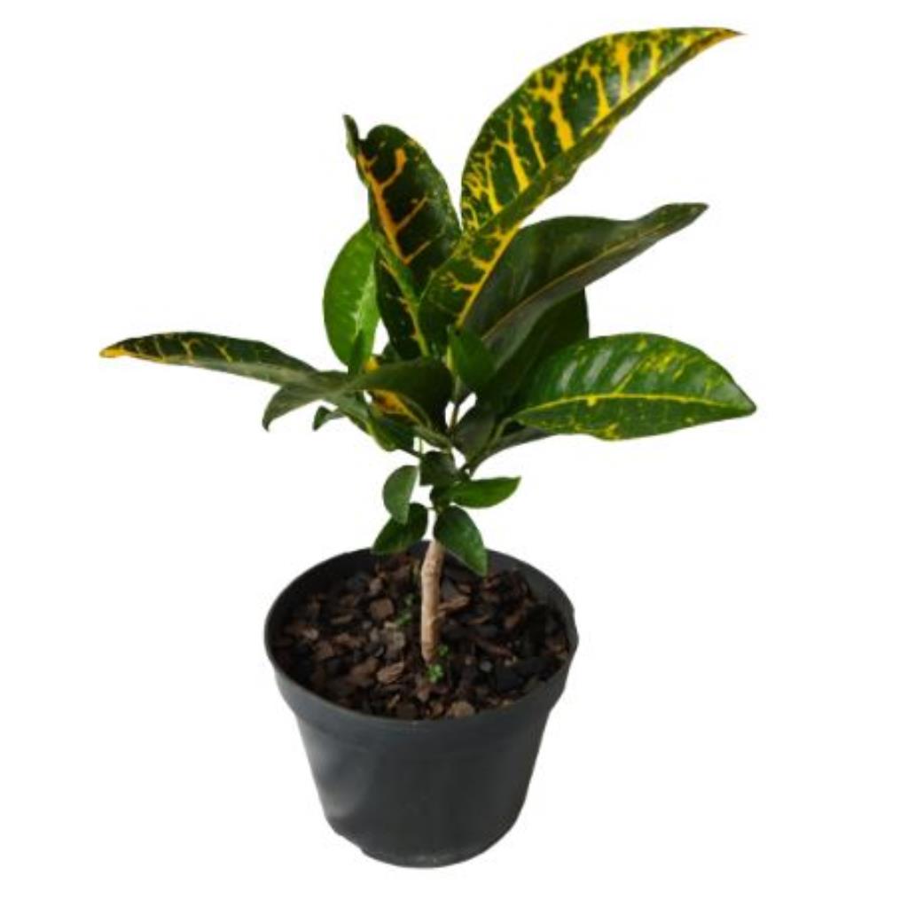 Muda de Cróton Folha Imperial - PLANTAS JL