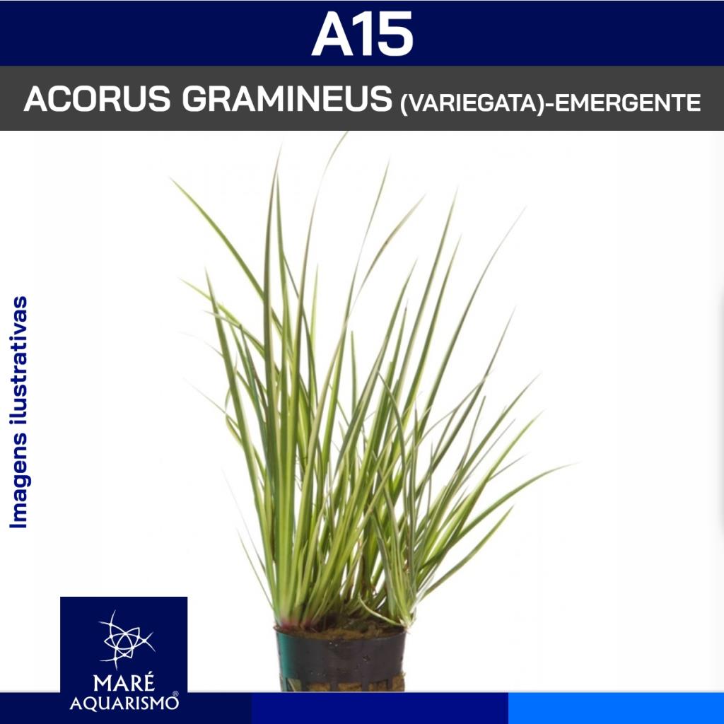 A15 / ACORUS GRAMINEUS (VARIEGATA) - EMERGENTE - MARÉ AQUARISMO LTDA